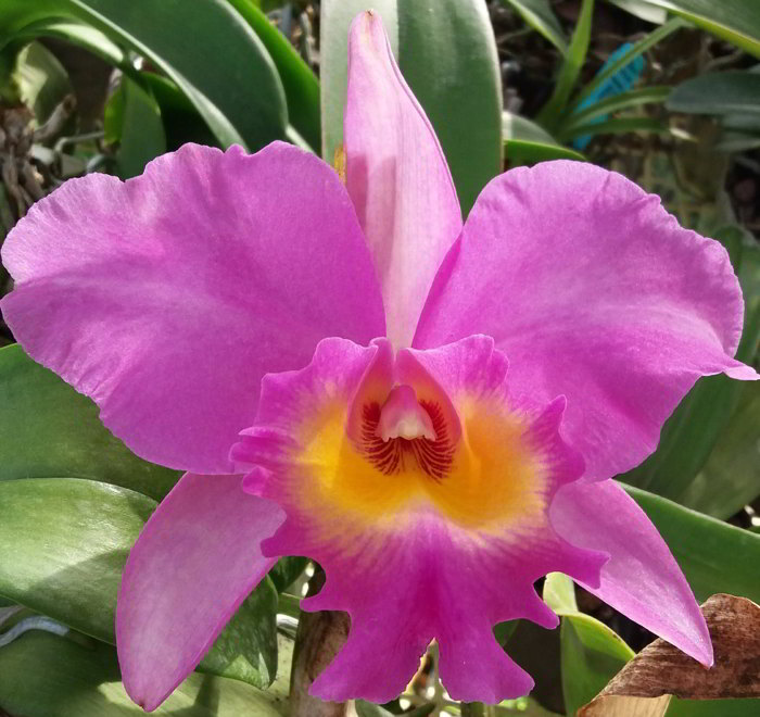 Cattleya mossiae - La flor de mayo - Orquídeas de Venezuela